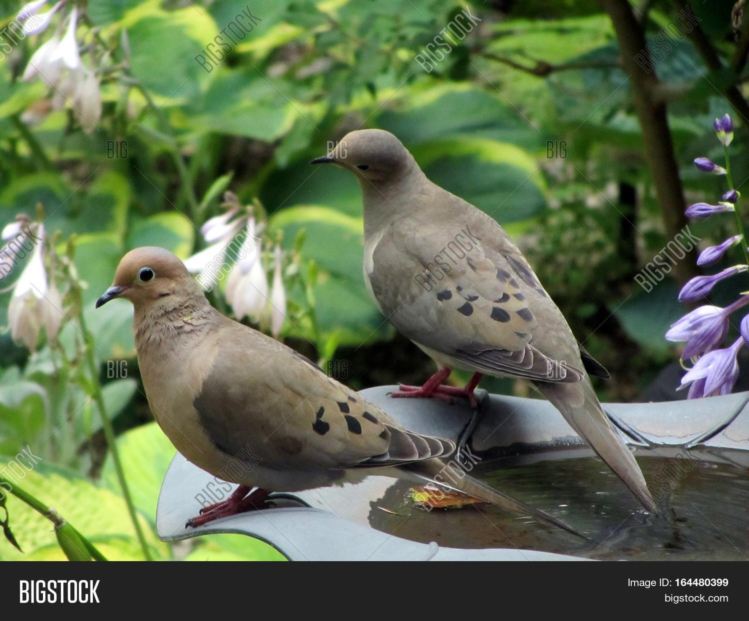 Two Mourning Doves Image & Photo (Free Trial) | Bigstock