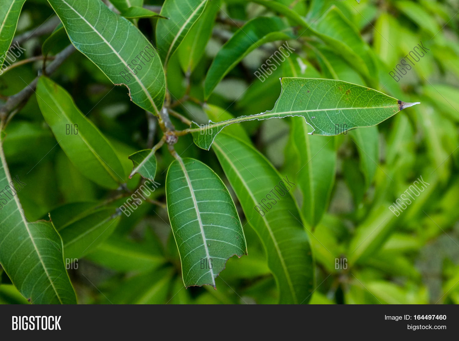 Mango Leafs Background Image & Photo (Free Trial) | Bigstock