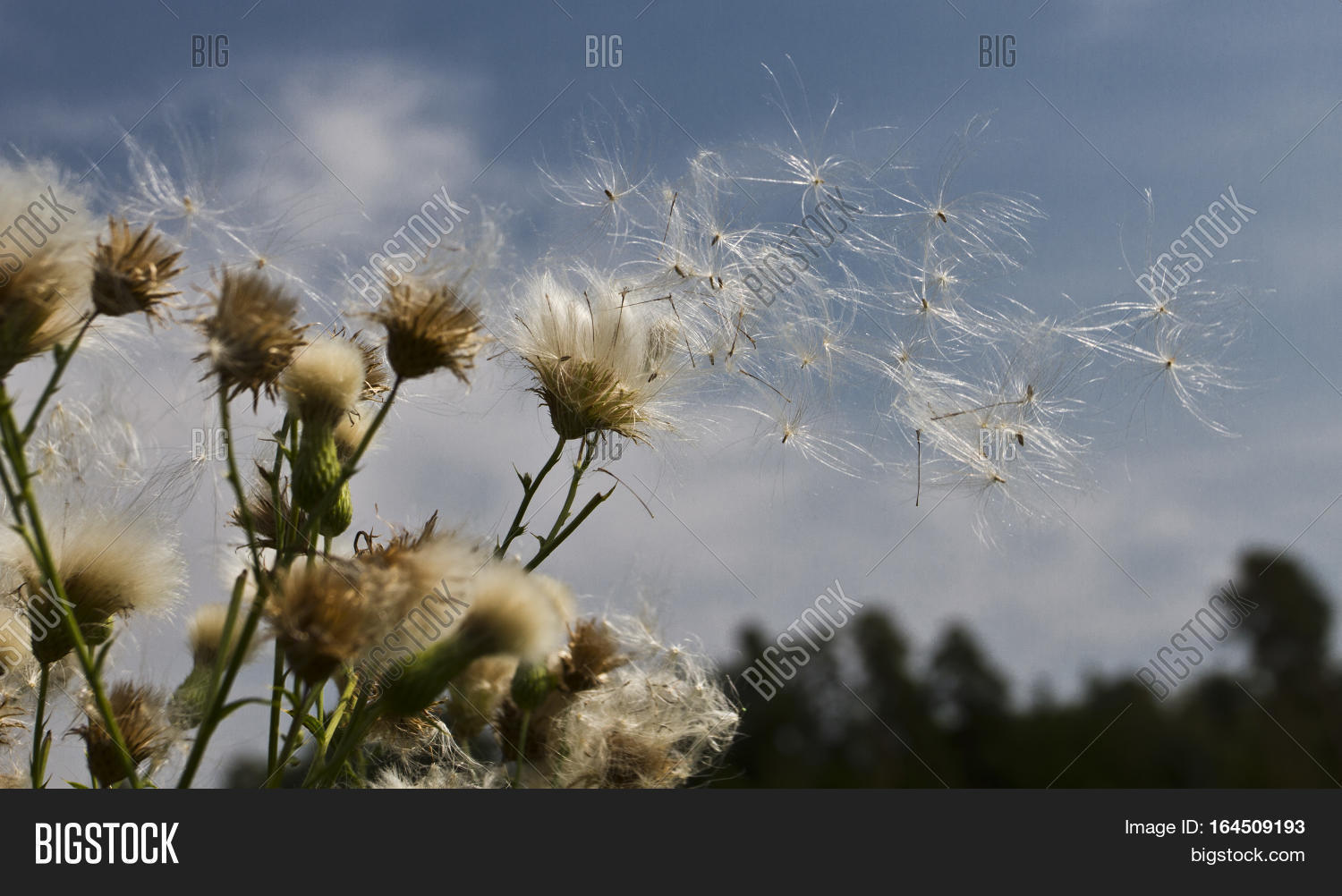 Breath Wind, Ease Image & Photo (Free Trial) | Bigstock