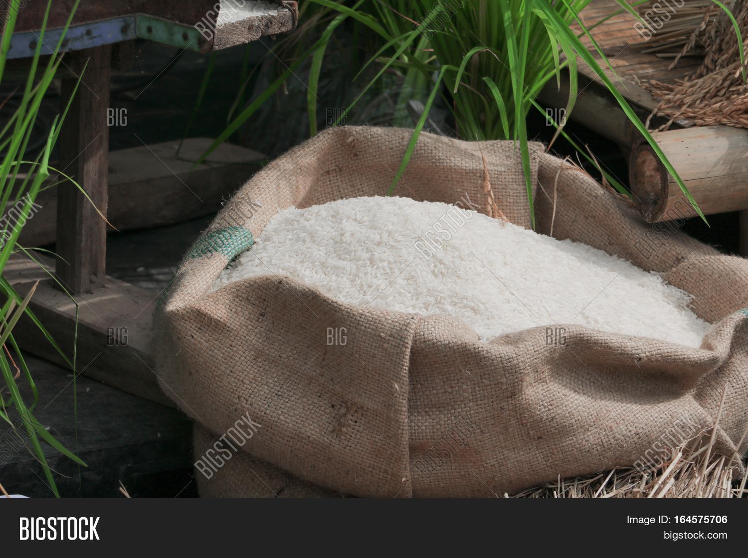 Rice Grain White Image & Photo (Free Trial) | Bigstock