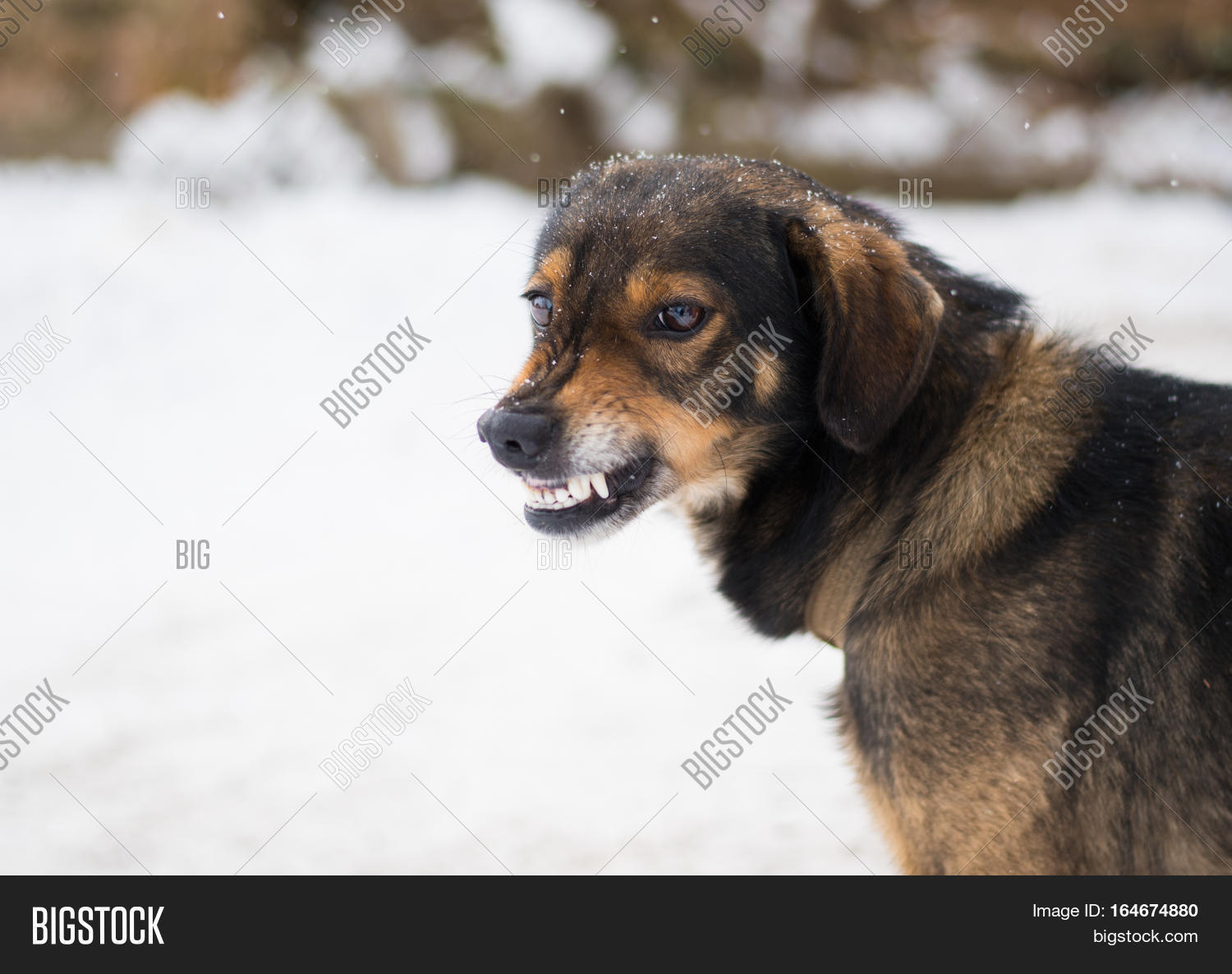 Angry Dog Shows Teeth Image & Photo (Free Trial) | Bigstock