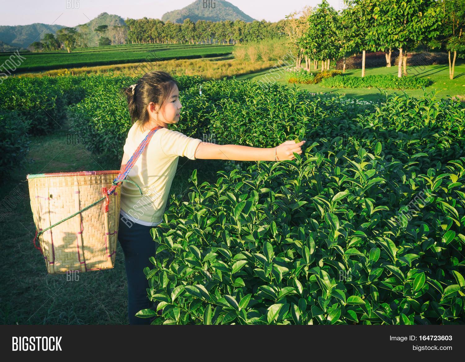 Kid Pick Tea Leaf Image & Photo (Free Trial) | Bigstock