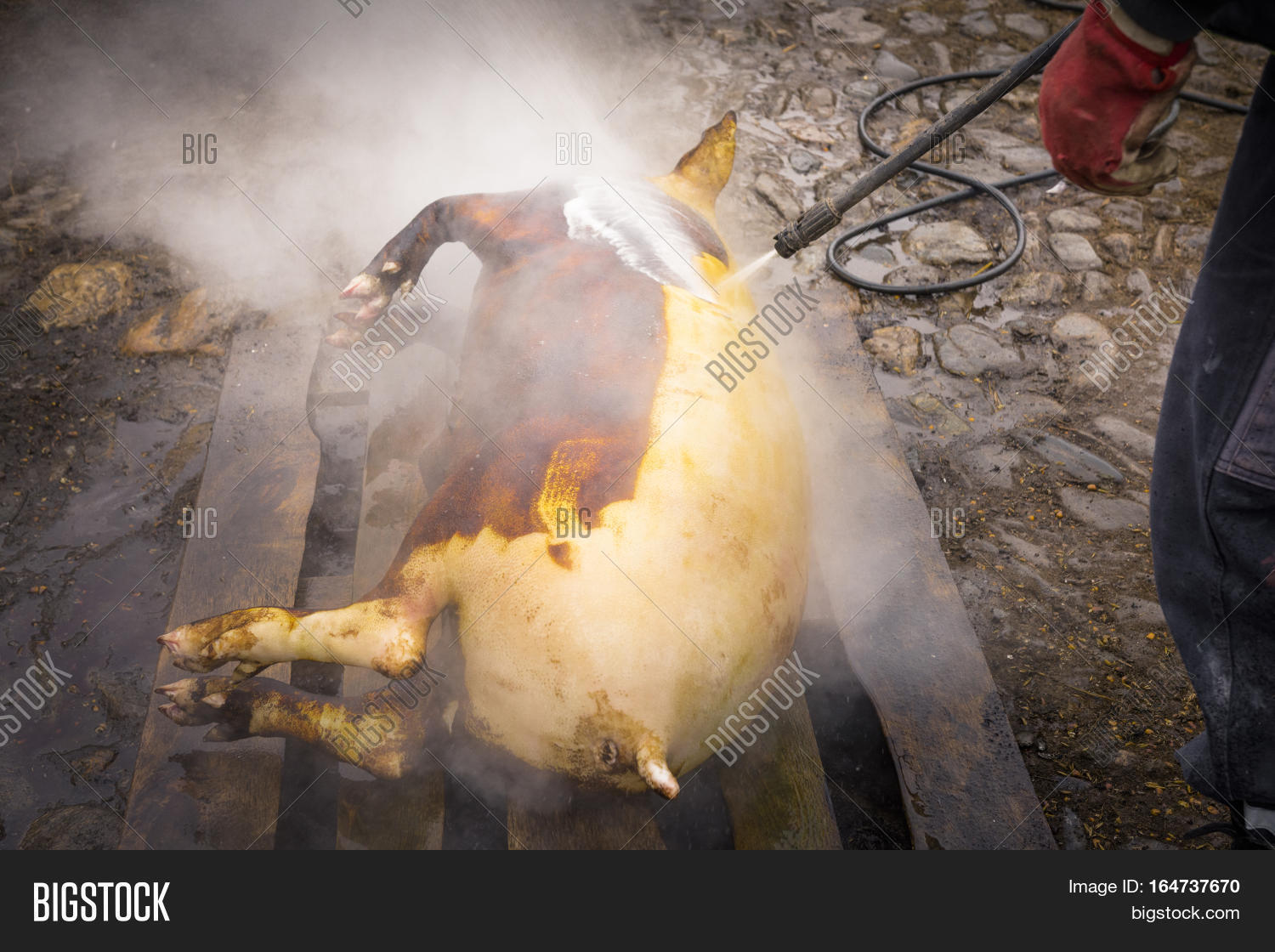 Traditional Pig Image & Photo (Free Trial) | Bigstock