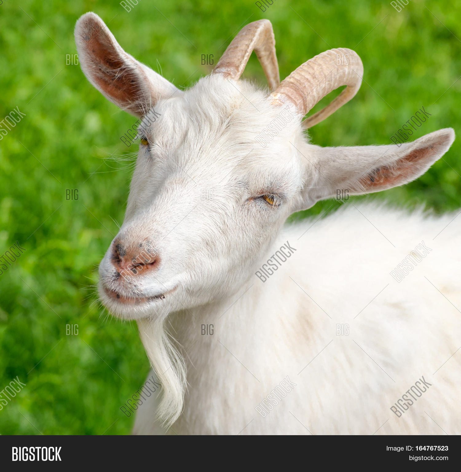 Portrait Funny Goat Image & Photo (Free Trial) | Bigstock