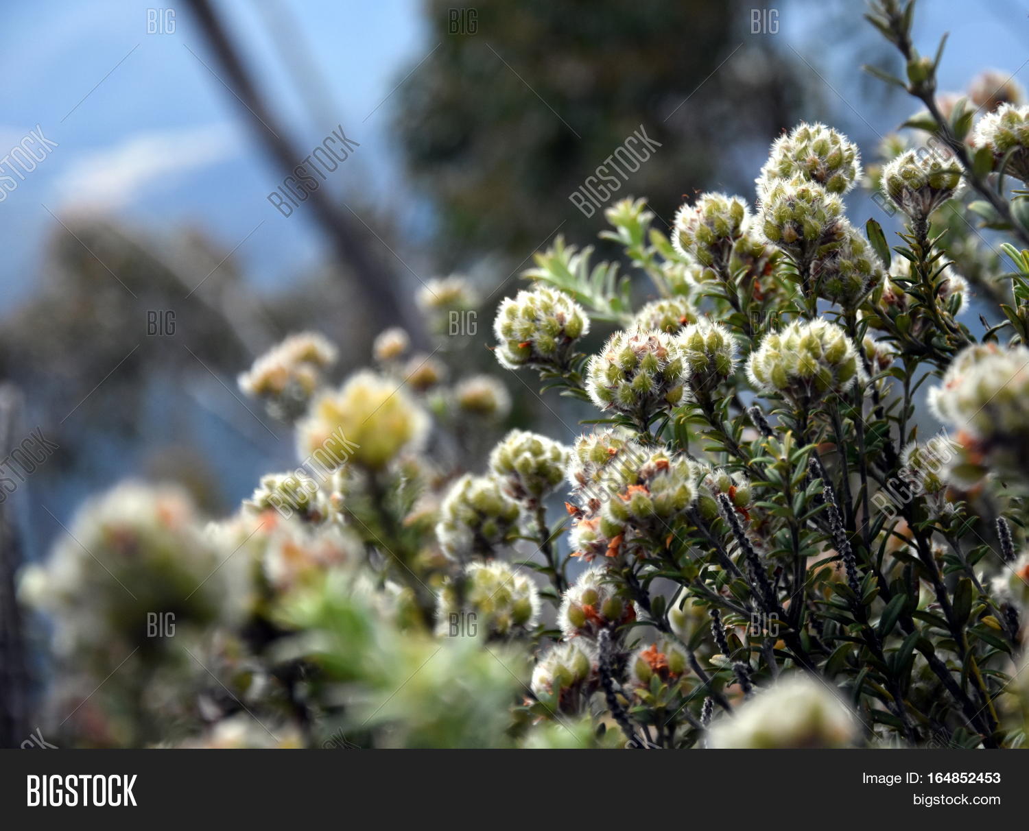 Stinky Yellow Flowers Image & Photo (Free Trial) | Bigstock