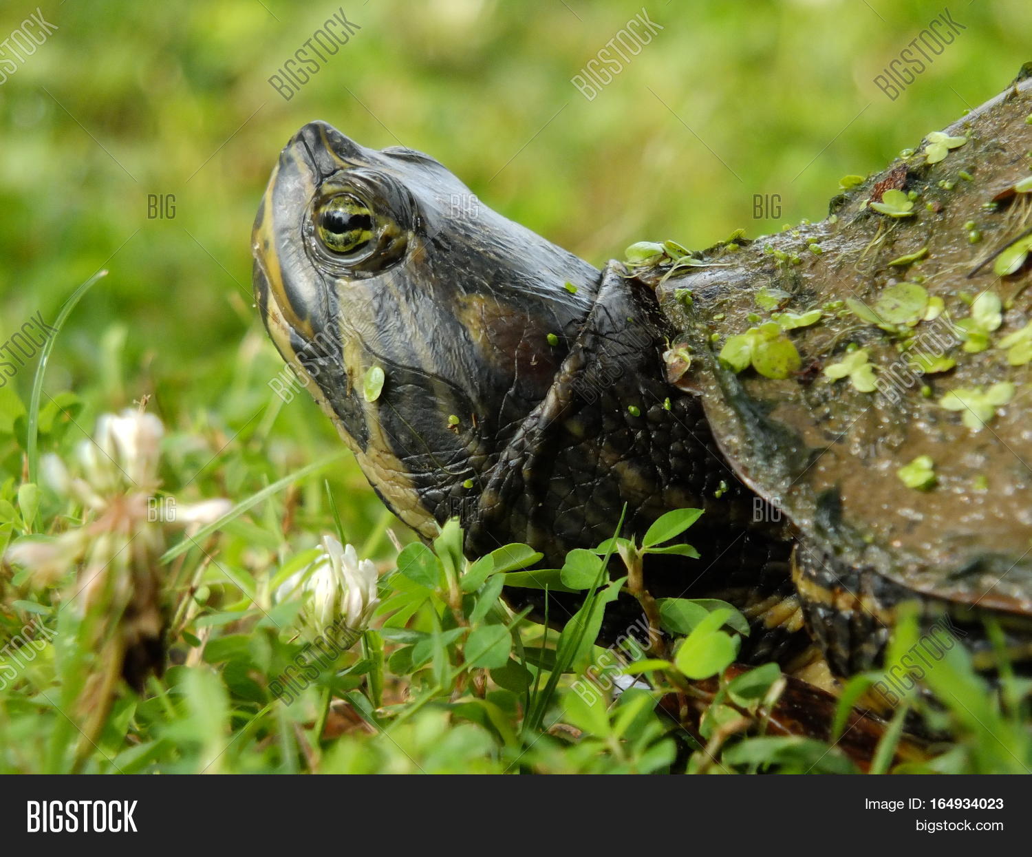 Extreme Close- Green Image & Photo (Free Trial) | Bigstock
