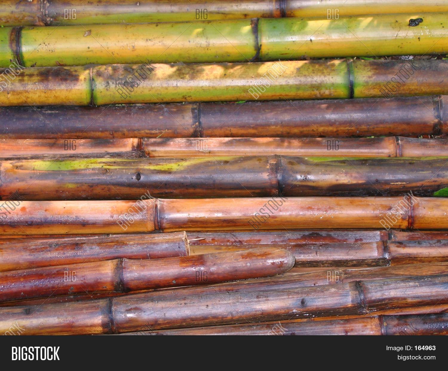 Freshly Cut Bamboo Image & Photo (Free Trial) | Bigstock