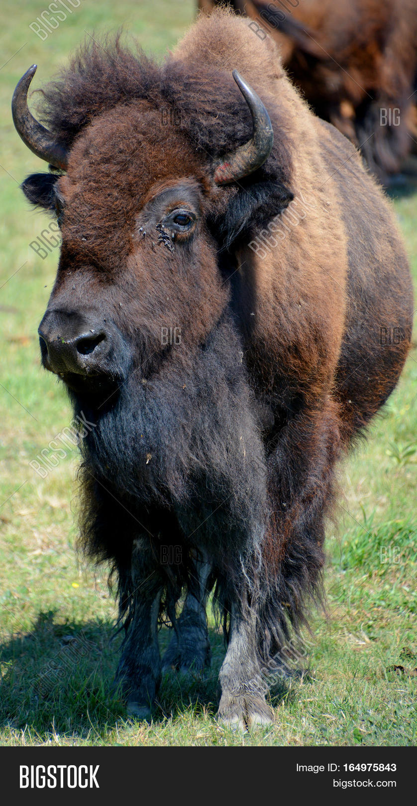 Bison Large, Even-toed Image & Photo (Free Trial) | Bigstock