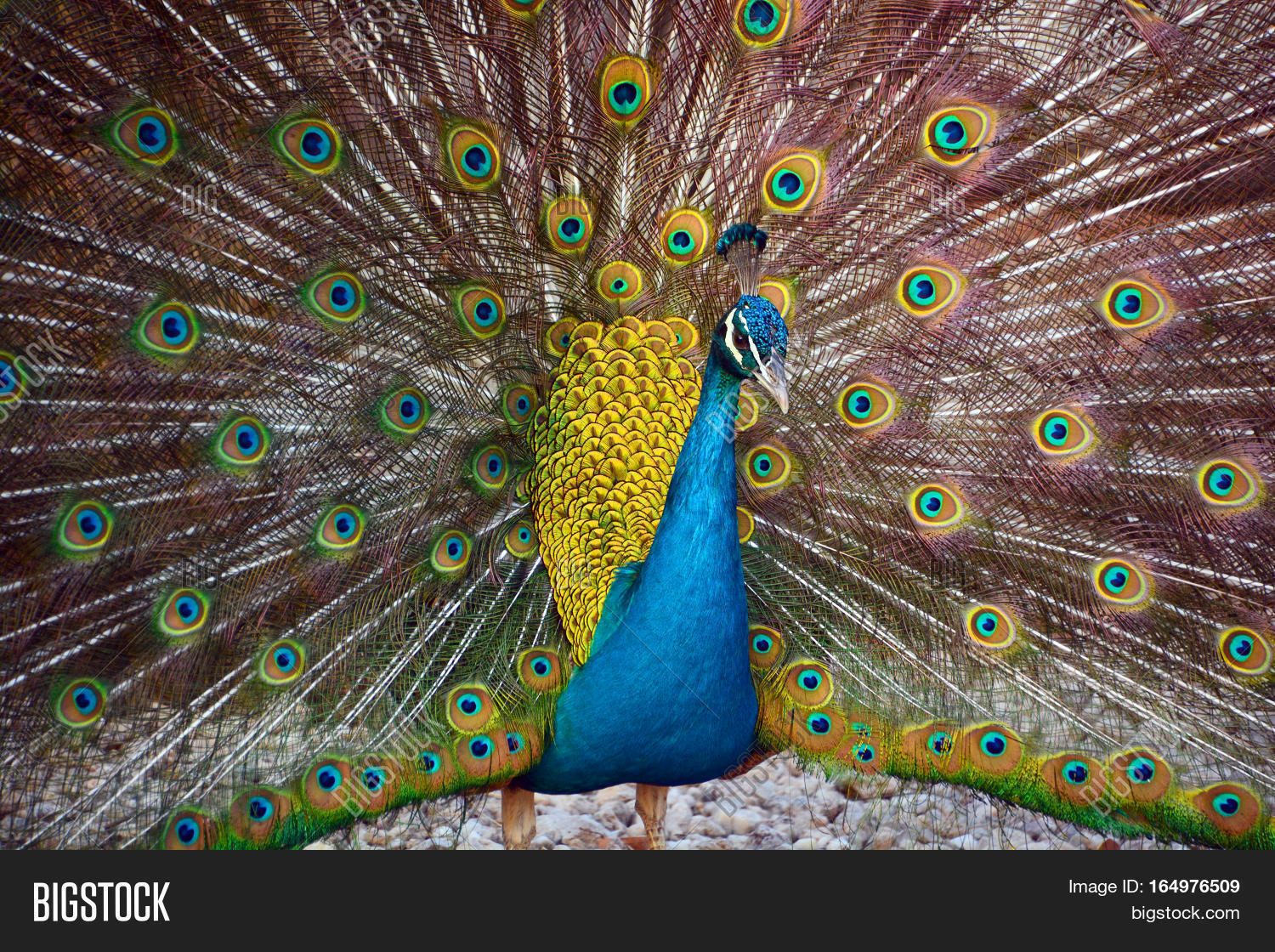 Peafowl Include Two Image & Photo (Free Trial) | Bigstock