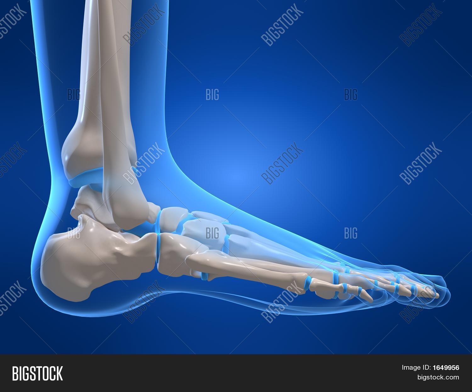 Human Foot Image & Photo (Free Trial) | Bigstock
