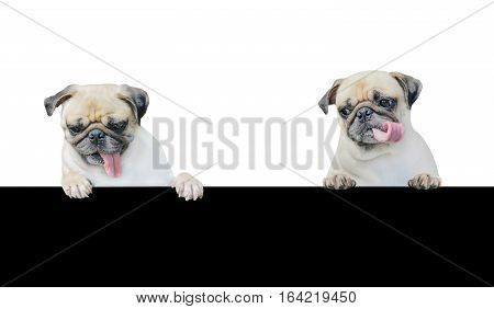 Cute Puppy Dog Pug Image & Photo (Free Trial) | Bigstock