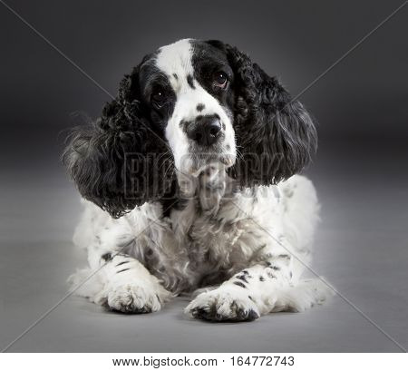 Black White Spaniel Image & Photo (Free Trial) | Bigstock