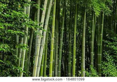 Bamboo Tree Images, Illustrations, Vectors - Bamboo Tree Stock Photos ...