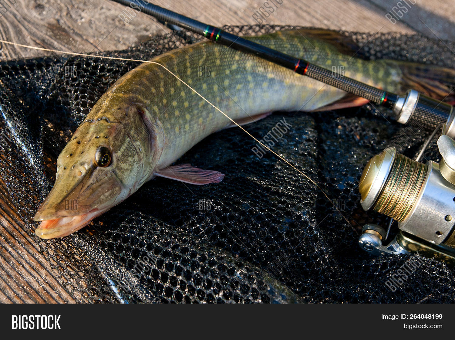 Freshwater Pike Image & Photo (Free Trial) | Bigstock