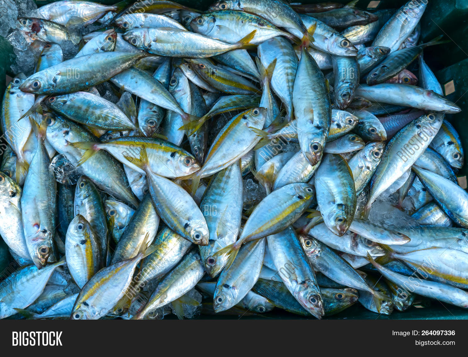 Fresh Fish After Image & Photo (Free Trial) | Bigstock