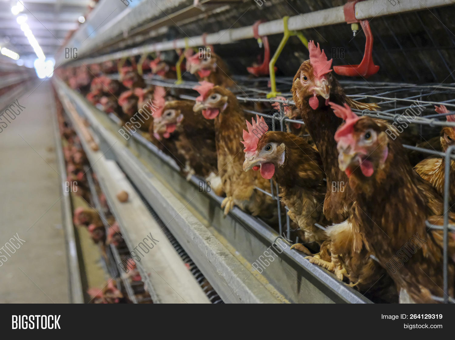 Layer Farming Image & Photo (Free Trial) | Bigstock