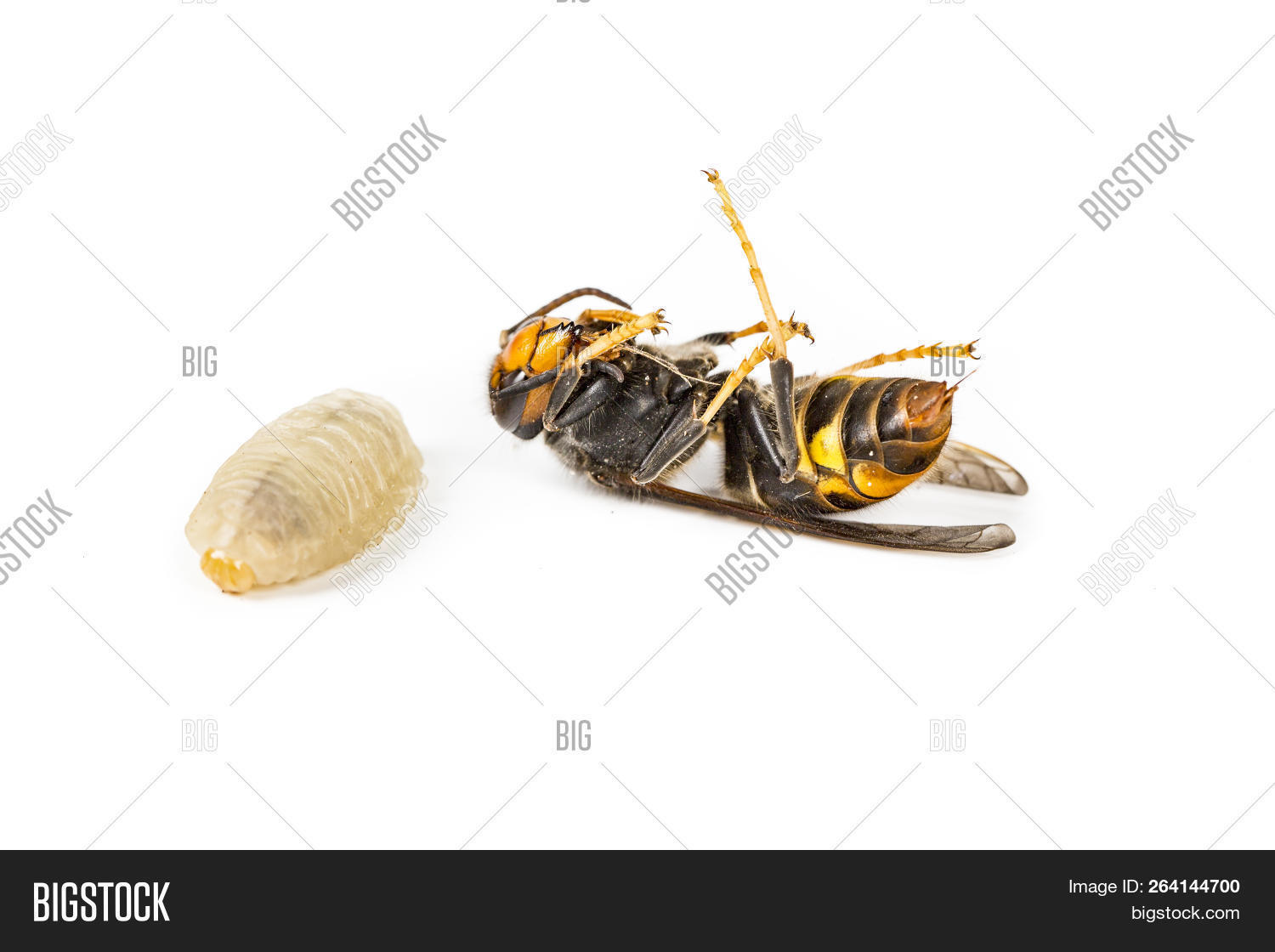 Close Dead Asian Image & Photo (Free Trial) | Bigstock