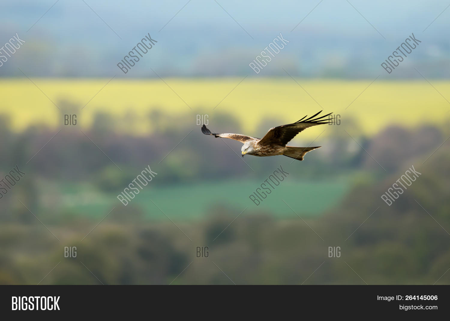 Red Kite Flying Over Image & Photo (Free Trial) | Bigstock