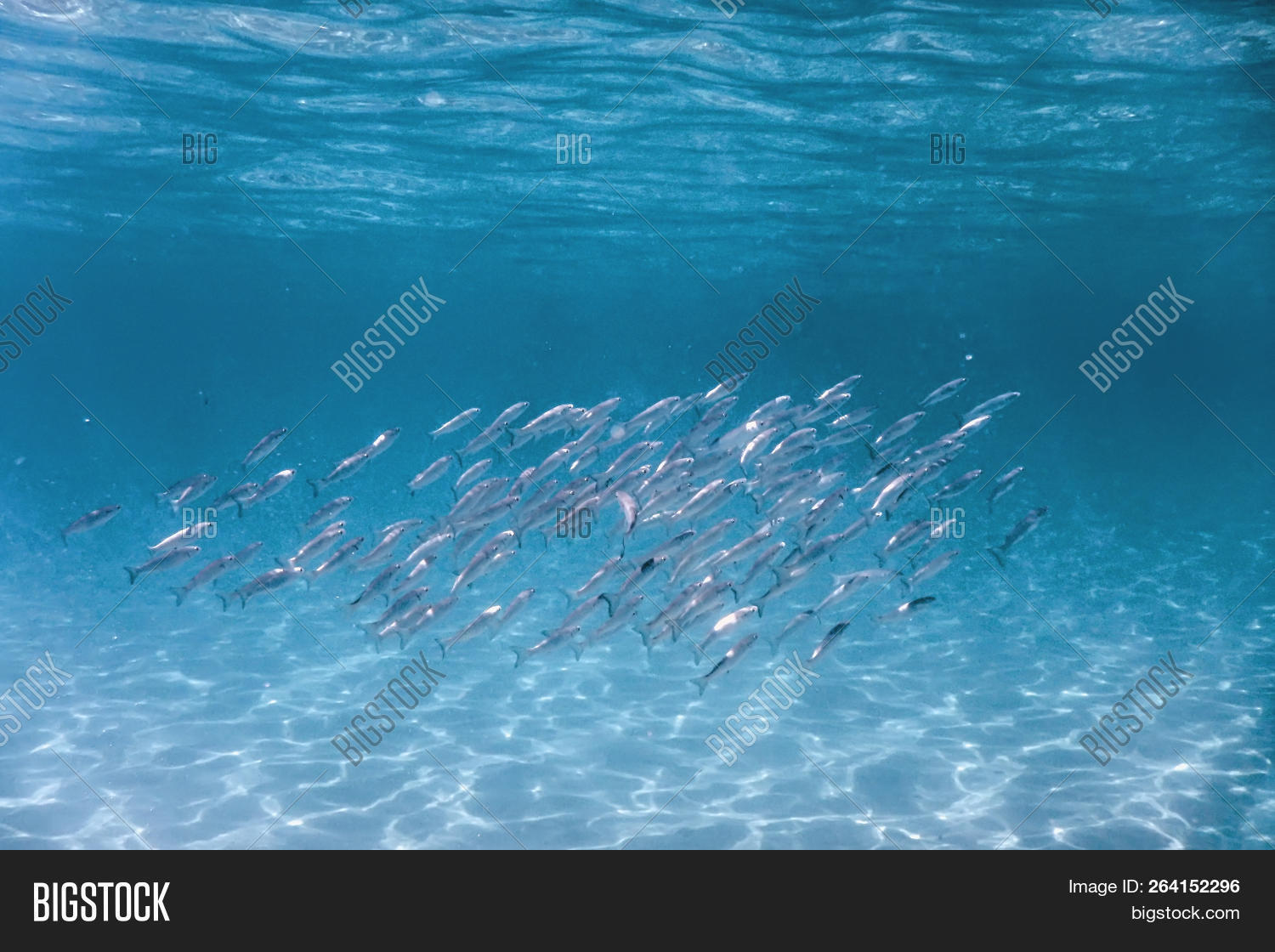 Fish School Underwater Image & Photo (Free Trial) | Bigstock