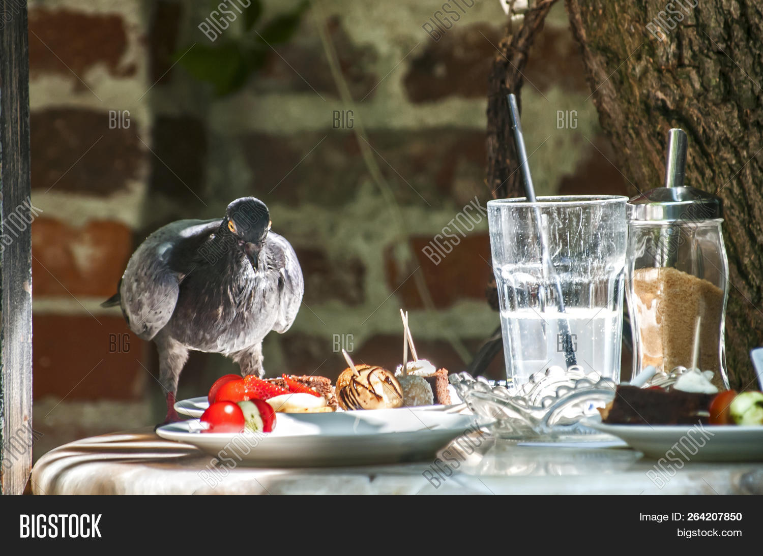 Cheeky Pigeon Eating Image & Photo (Free Trial) | Bigstock