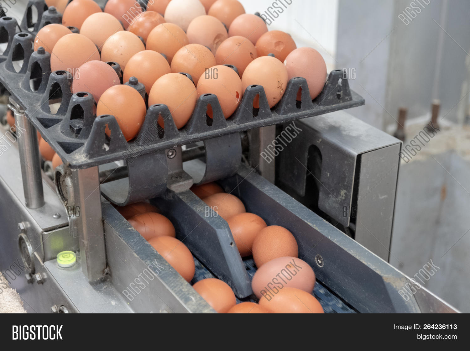 Fresh Egg Grading And Sorting Machine, Grade Egg By Weight, 48% OFF