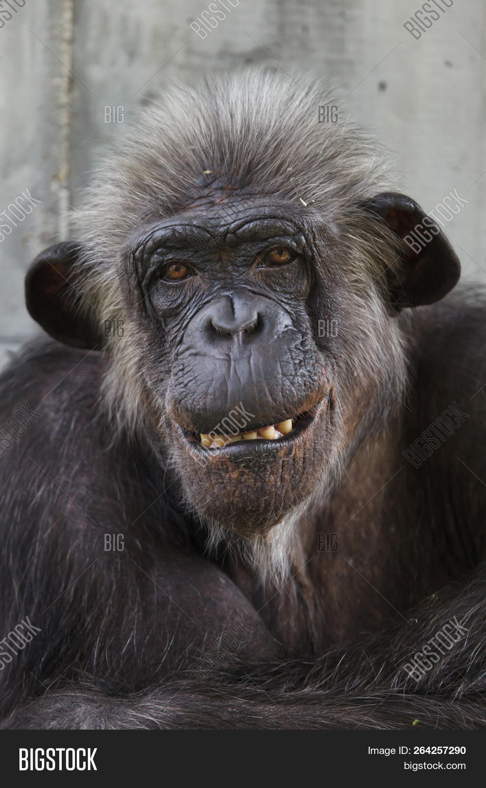 Common Chimpanzee (Pan Image & Photo (Free Trial) | Bigstock
