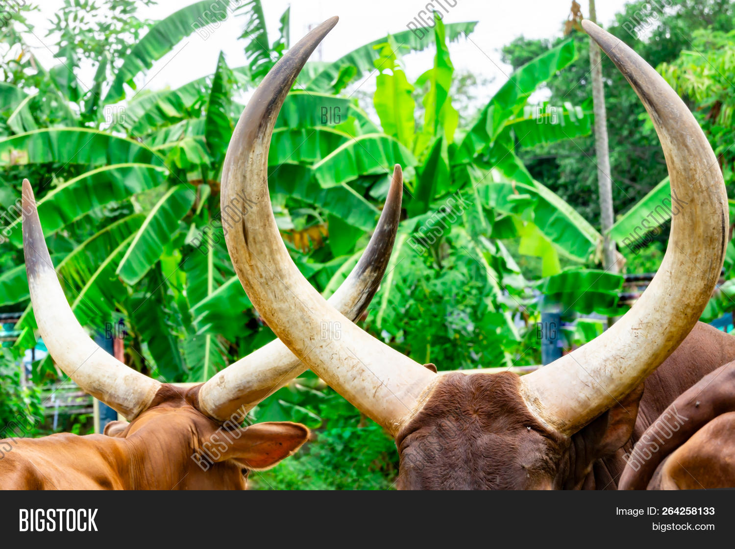 Brown Watusi Watussi Image & Photo (Free Trial) | Bigstock