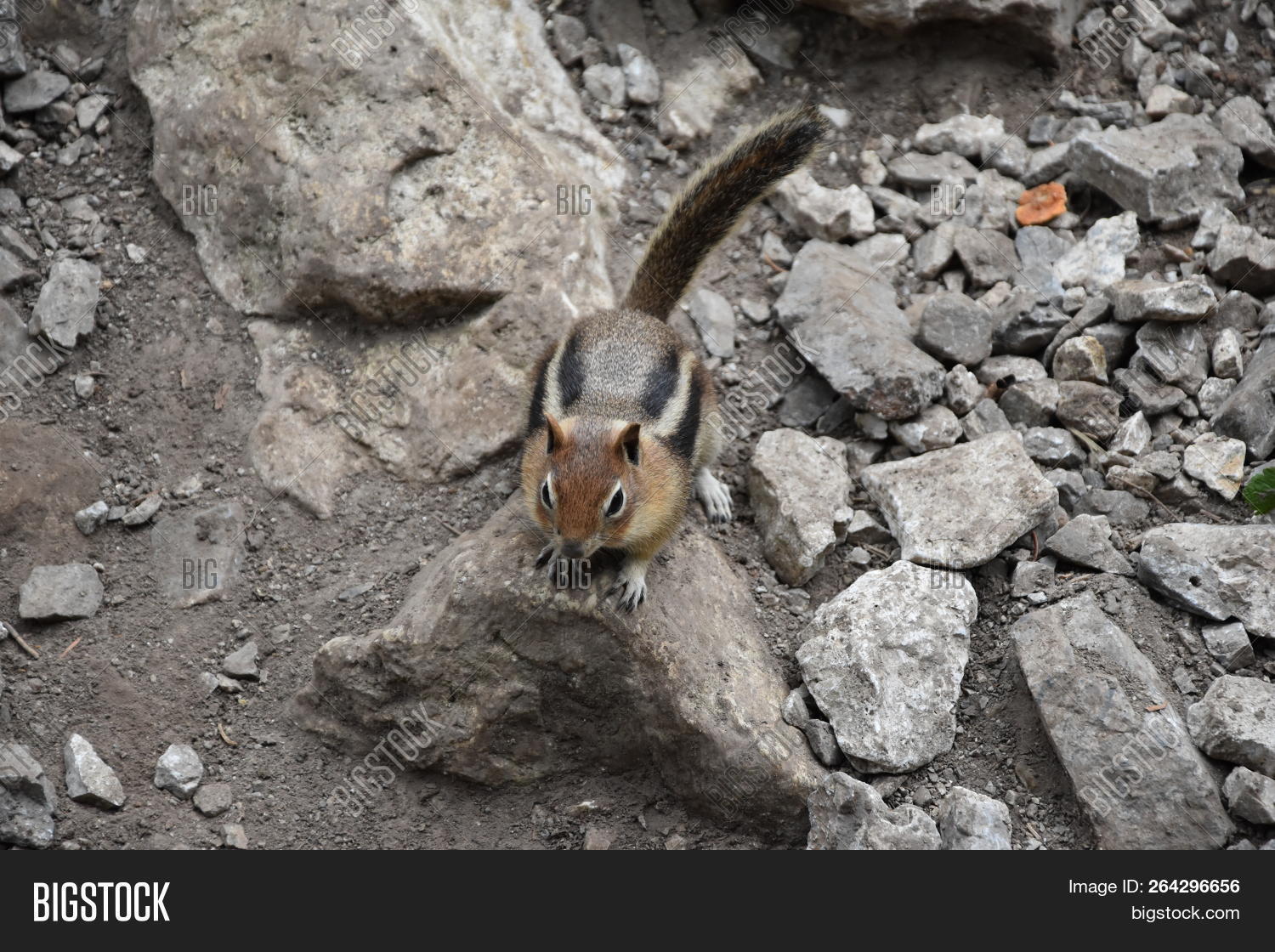 Western Chipmunk, ( Image & Photo (Free Trial) | Bigstock