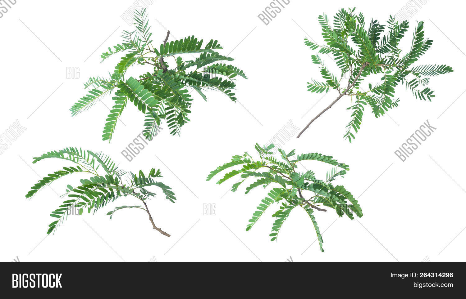 Tamarind Leaves Image & Photo (Free Trial) | Bigstock