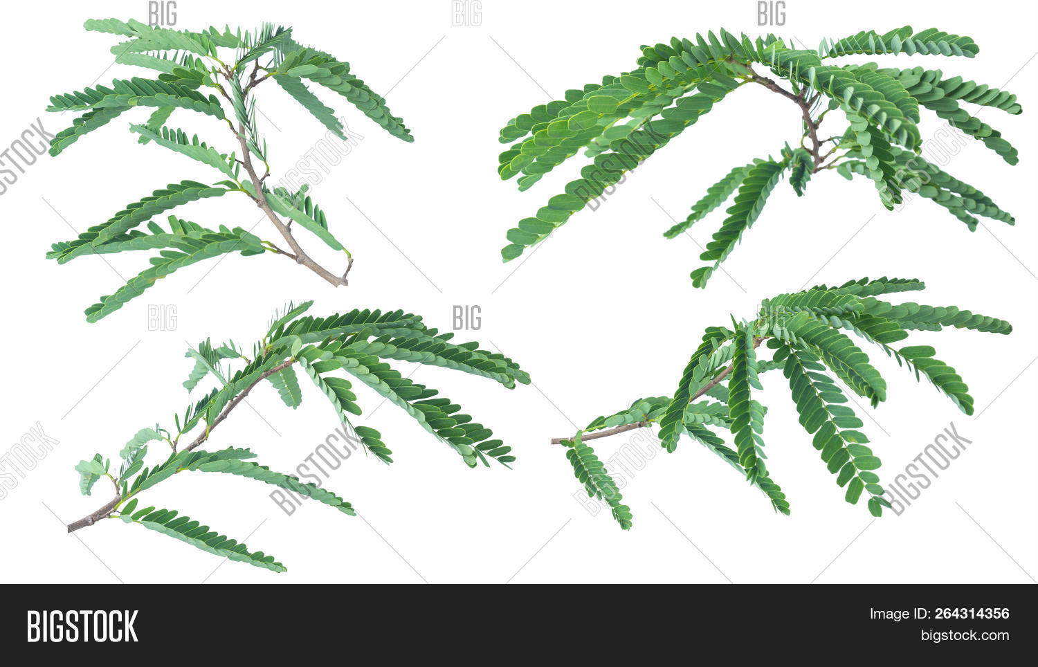Tamarind Leaves Image & Photo (Free Trial) | Bigstock