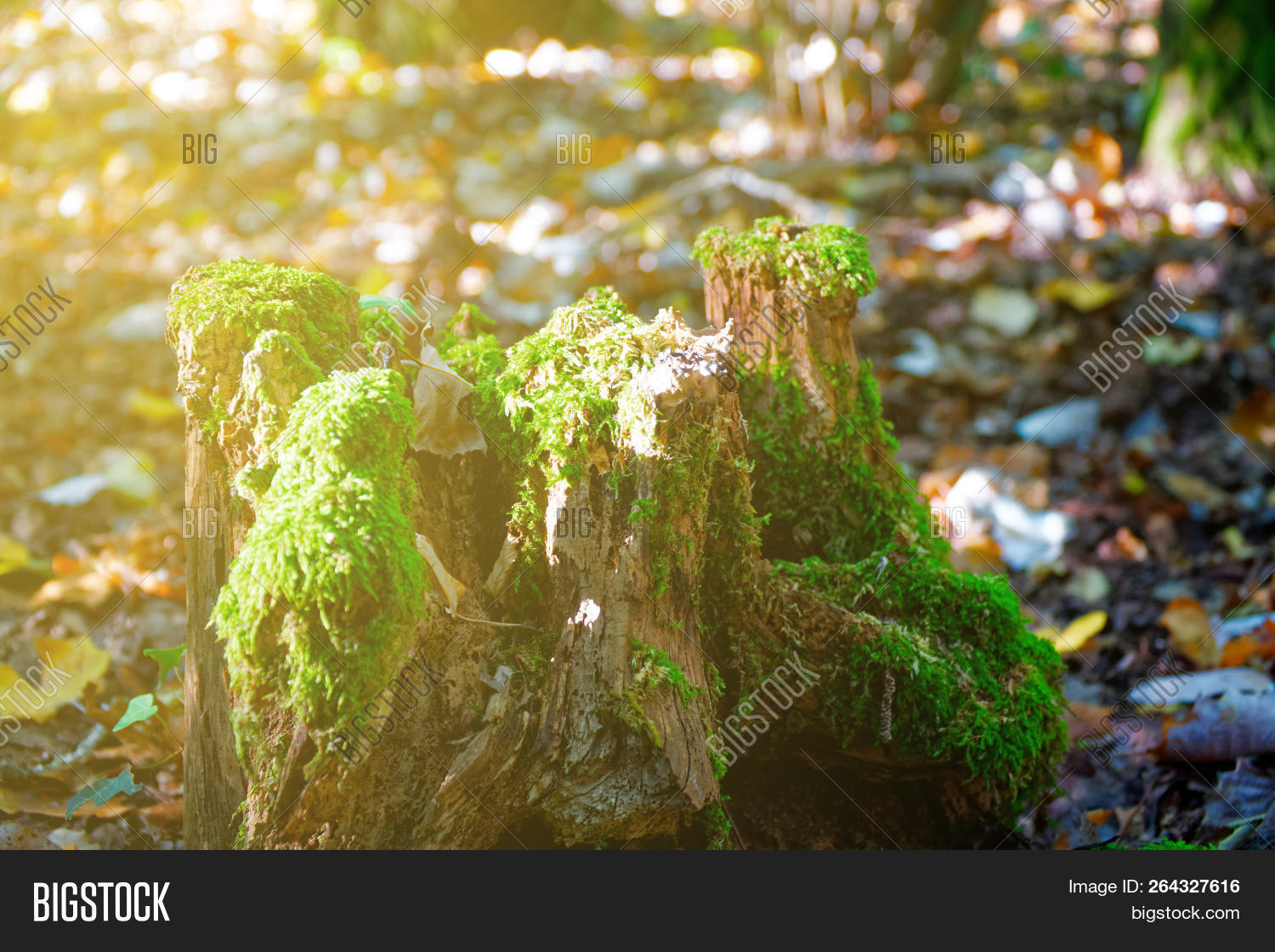 Moss On Tree Roots, Image & Photo (Free Trial) | Bigstock