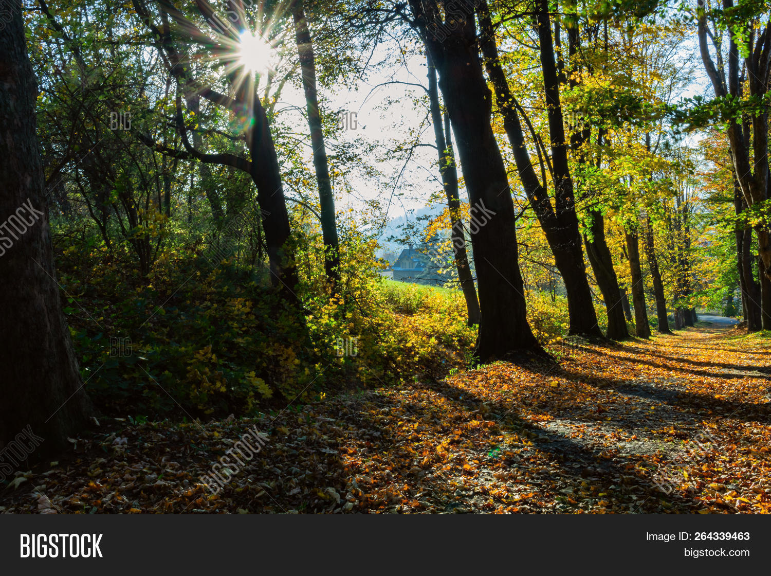 Bright Green Forest Image & Photo (Free Trial) | Bigstock