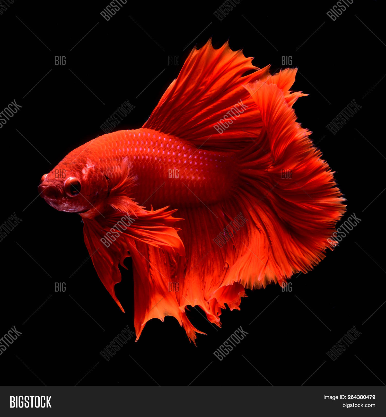 Red Betta Fish