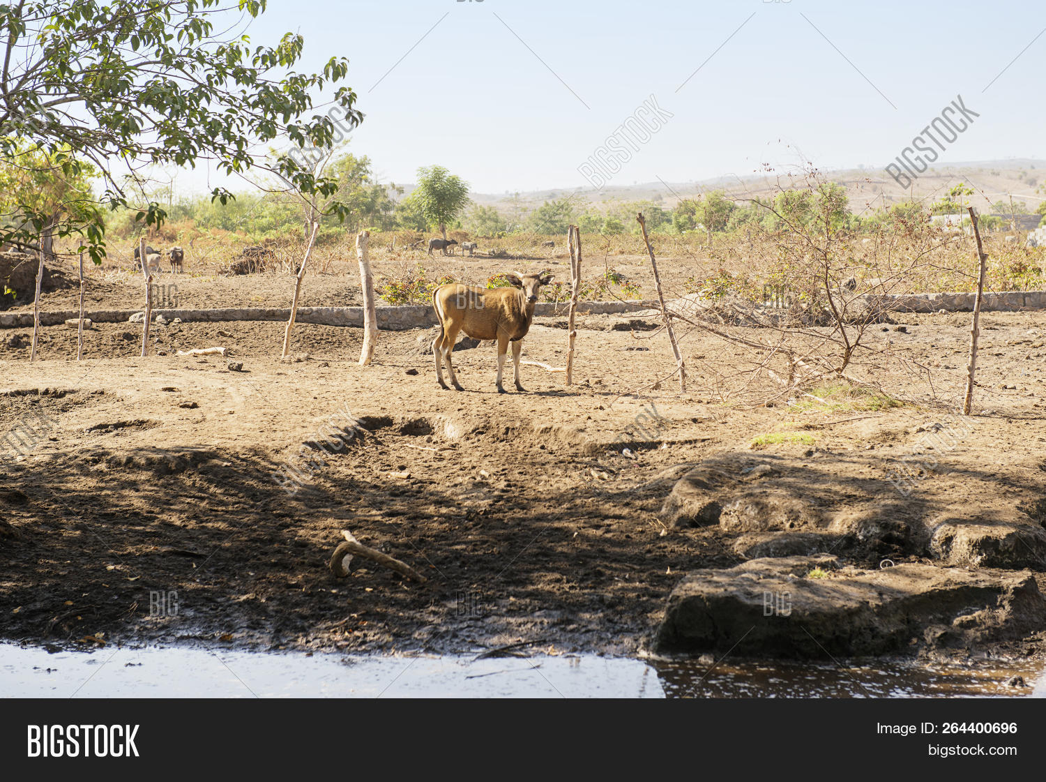 Cow On Cattle Area On Image & Photo (Free Trial) | Bigstock
