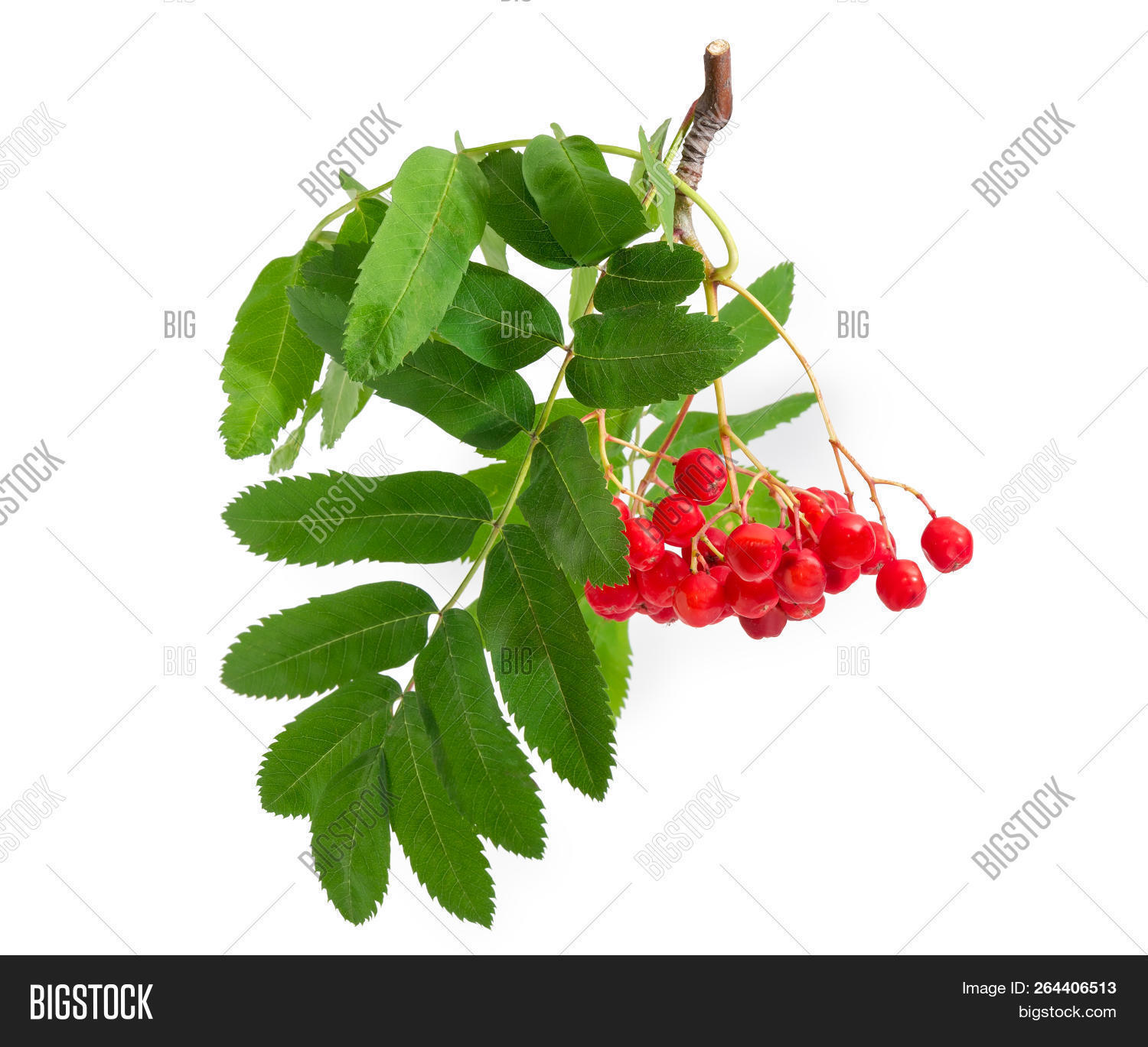 Branch Rowan Known Image & Photo (Free Trial) | Bigstock