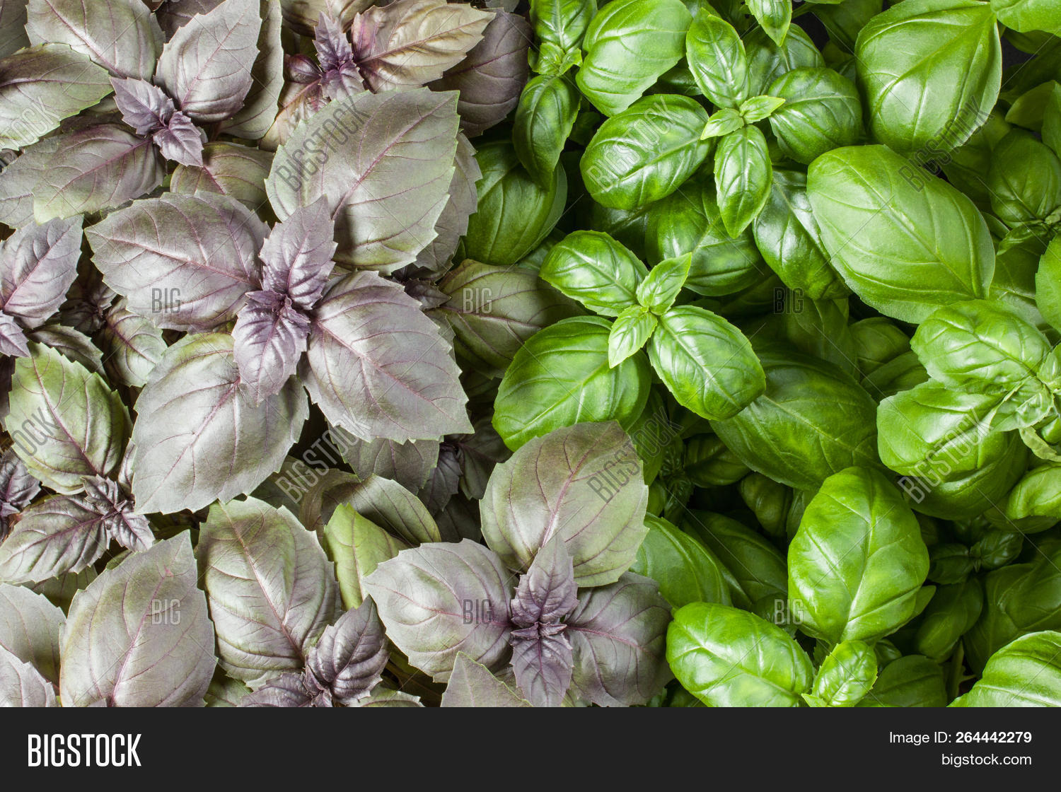 Basil Herb Leaves Image & Photo (Free Trial) | Bigstock