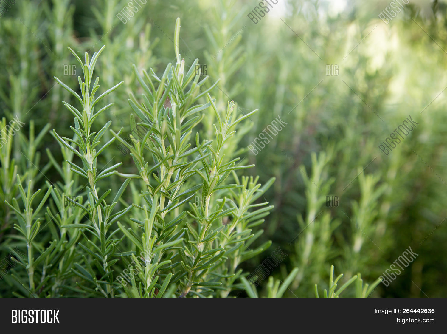 Fresh Rosemary Herb Image & Photo (Free Trial) | Bigstock