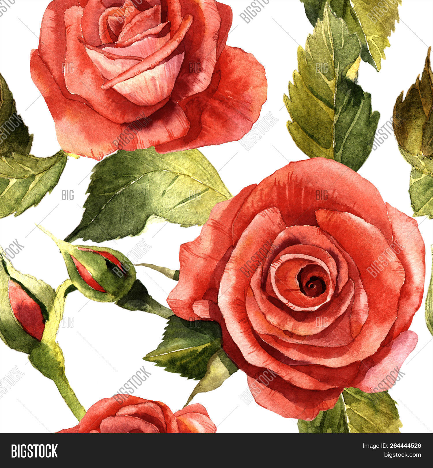 Watercolor Red Rose Image & Photo (Free Trial) | Bigstock