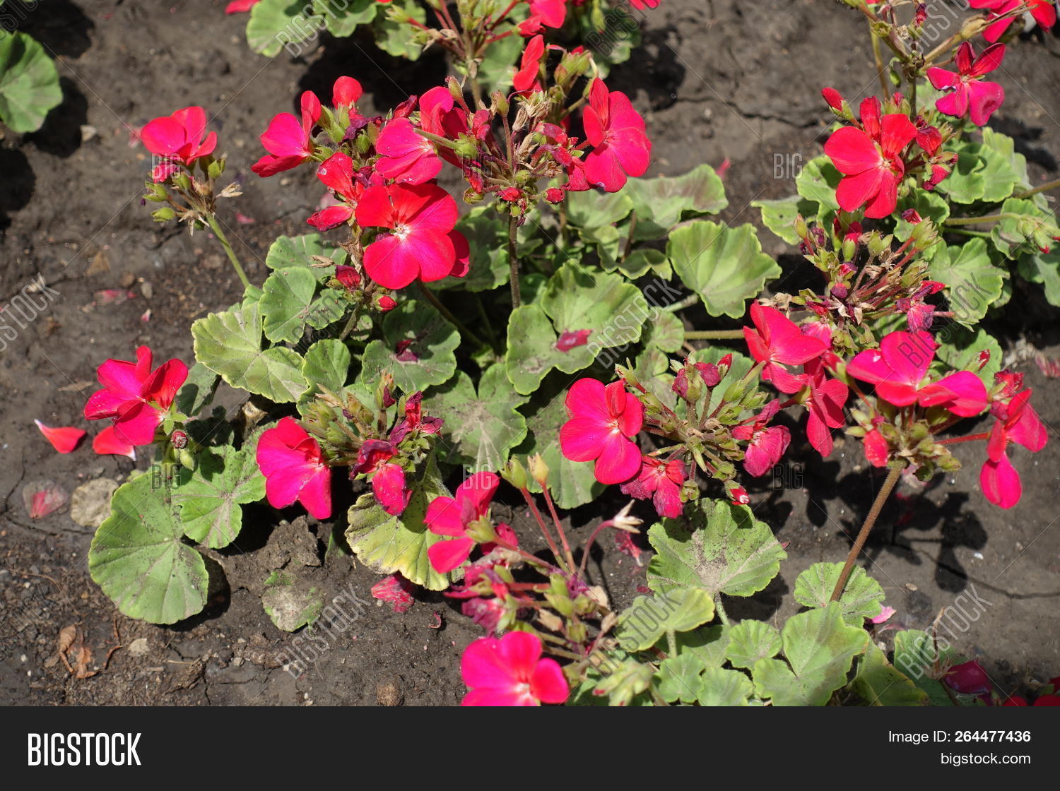 Crimson Red Flowers Image & Photo (Free Trial) | Bigstock