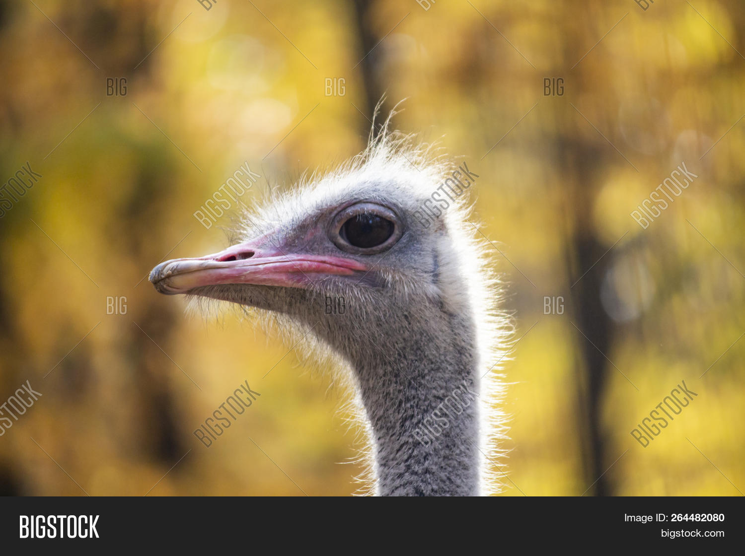 Ostrich Head Close On Image & Photo (Free Trial) | Bigstock