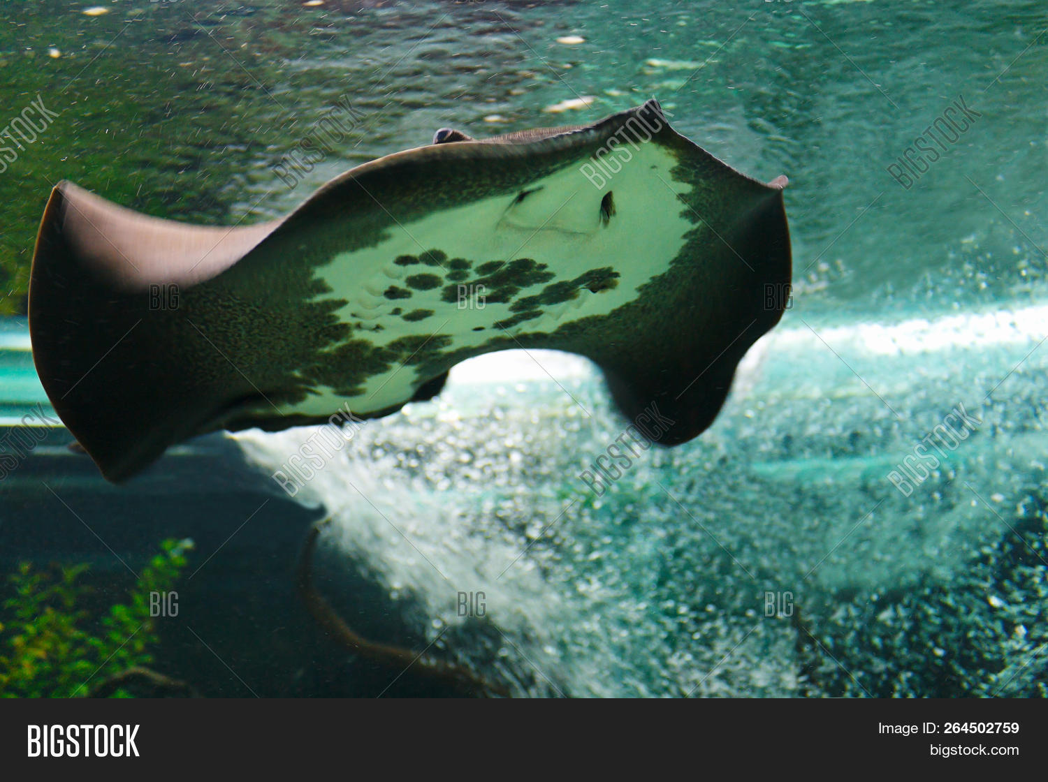 Ocellate River Image & Photo (Free Trial) | Bigstock
