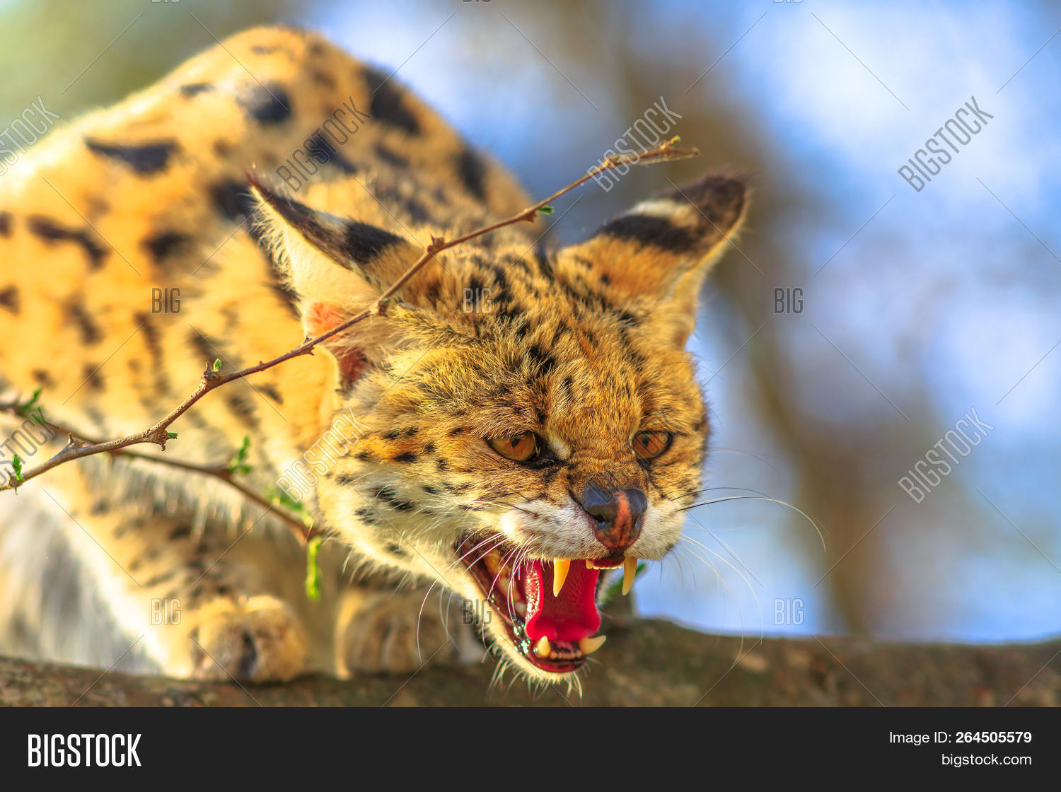 Closeup Serval Very Image & Photo (Free Trial) | Bigstock