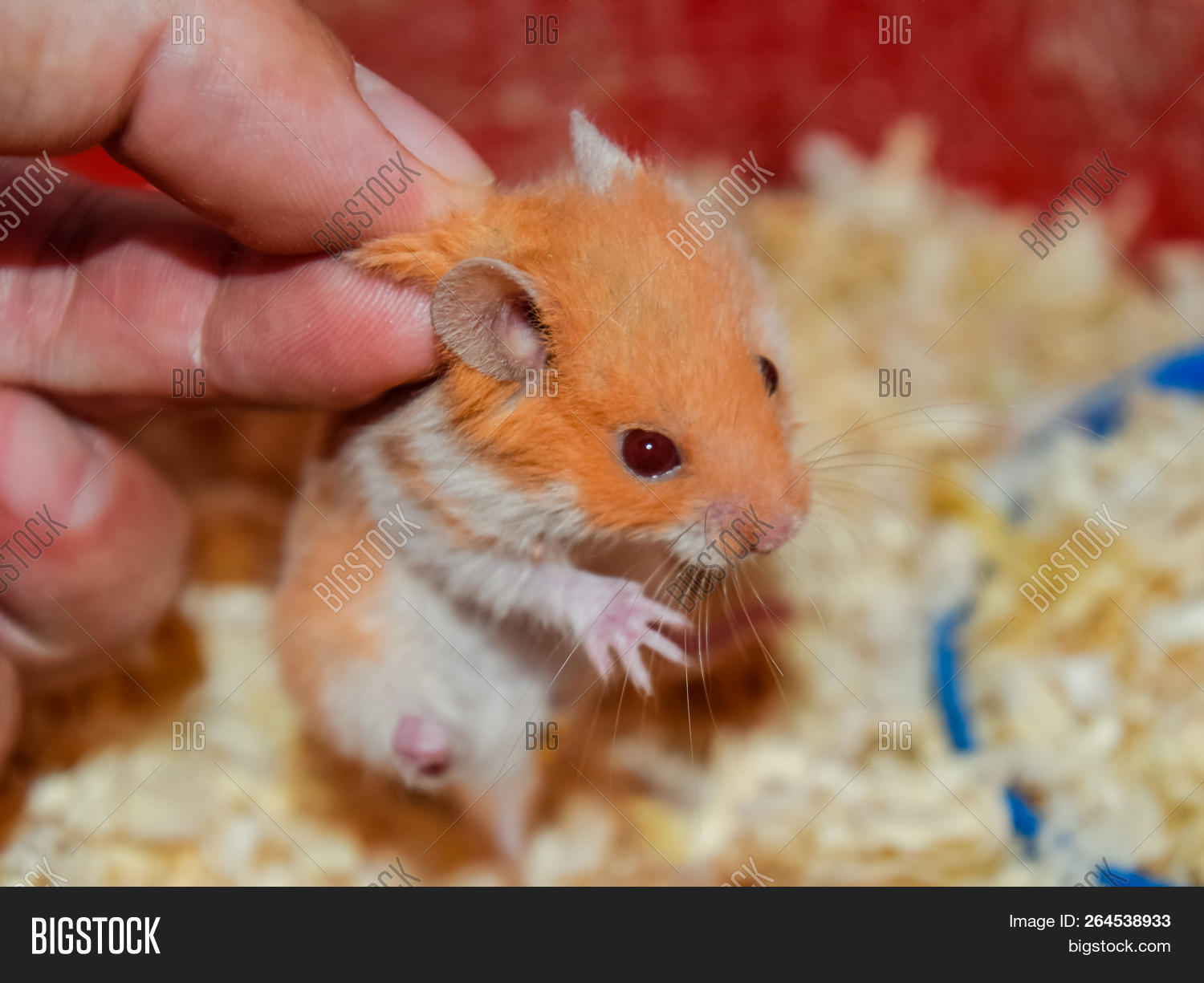 Hamster Hand. Hamster Image & Photo (Free Trial) | Bigstock