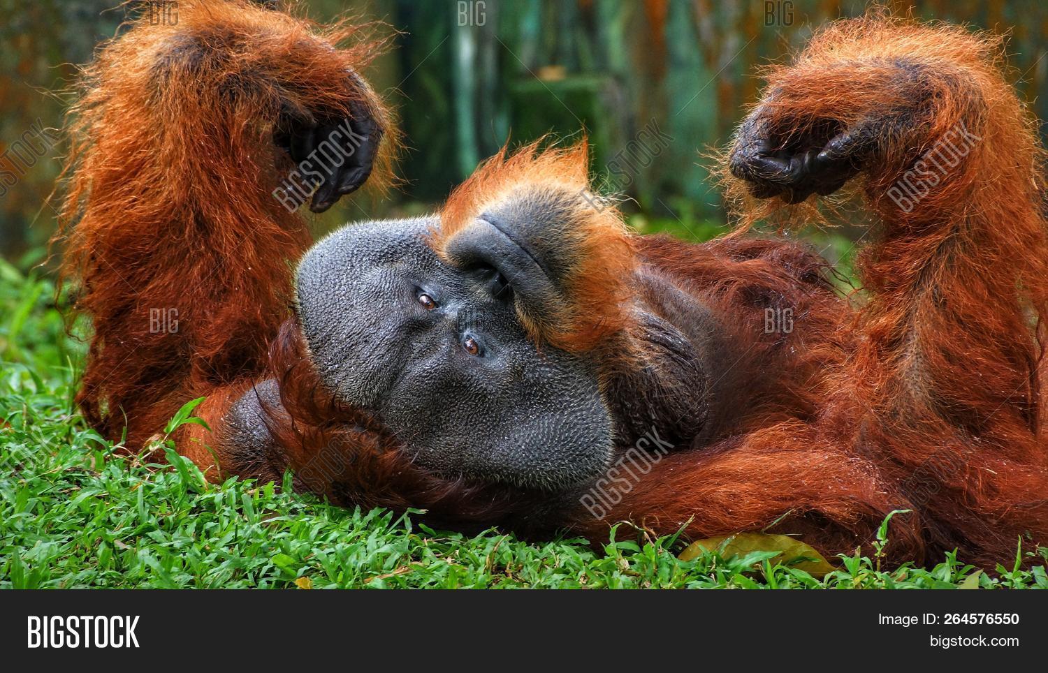 Alpha Male Orang Utan Image & Photo (Free Trial) | Bigstock