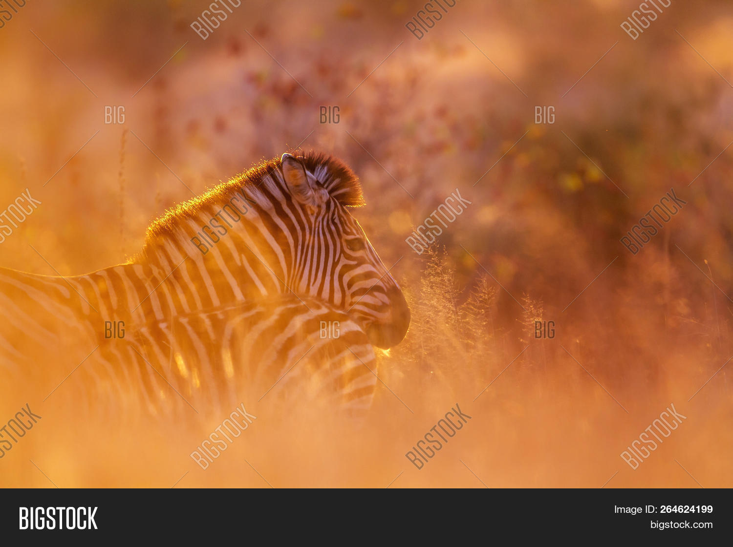 Plains Zebra Kruger Image & Photo (Free Trial) | Bigstock