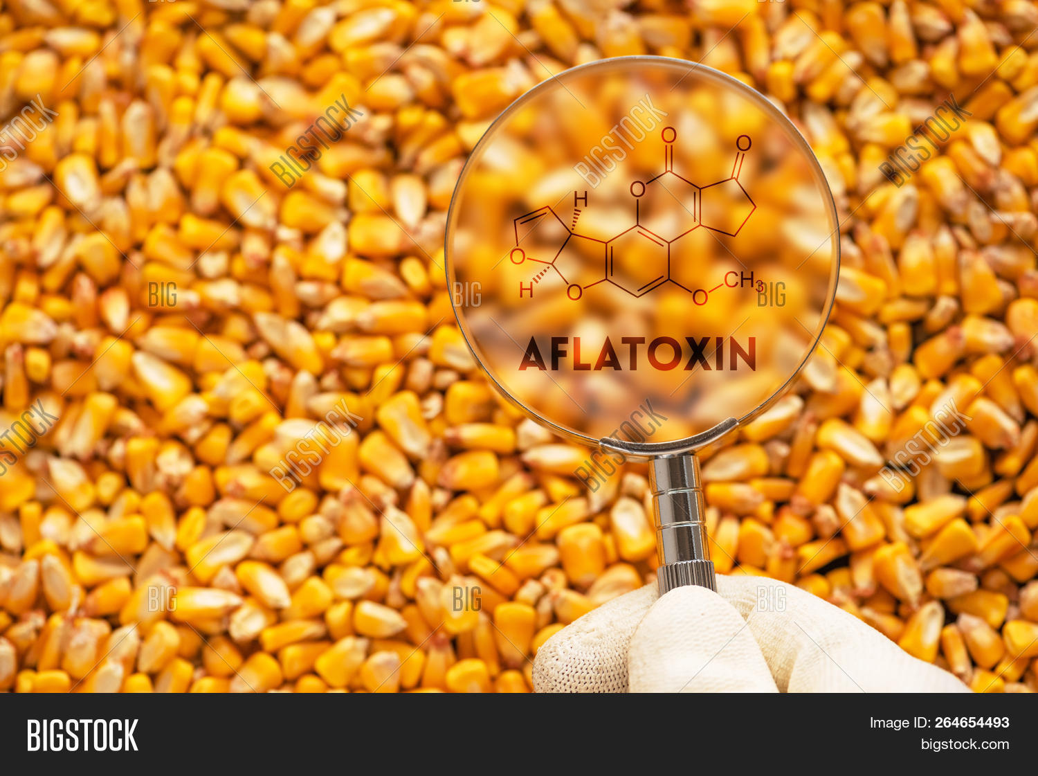 Aflatoxin Poisonous Image & Photo (Free Trial) | Bigstock