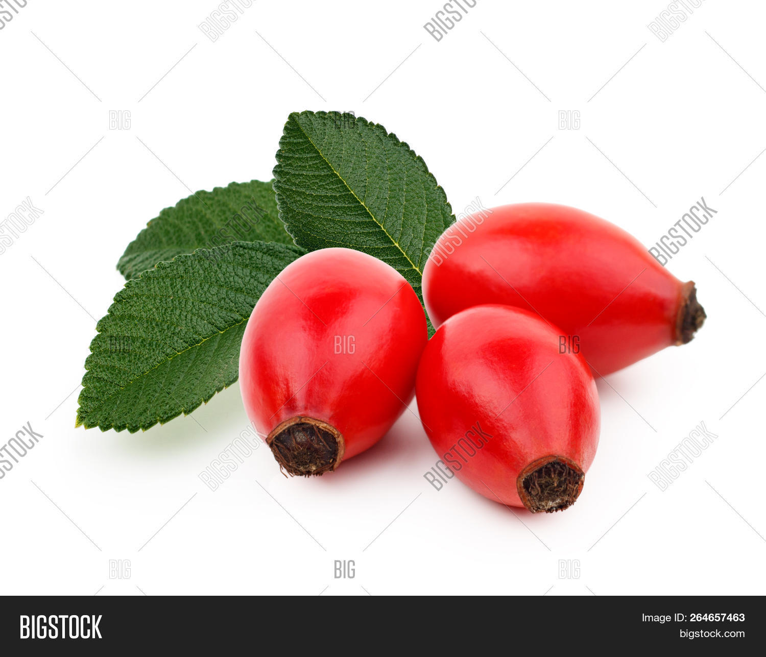 Rose Hip Berries Image & Photo (Free Trial) | Bigstock