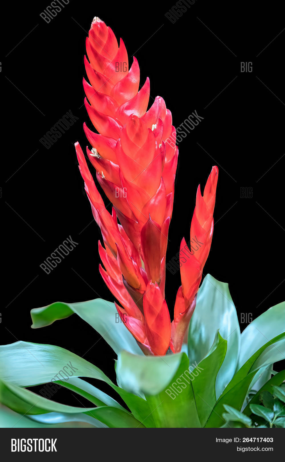 Isolated Vriesea Image & Photo (Free Trial) | Bigstock