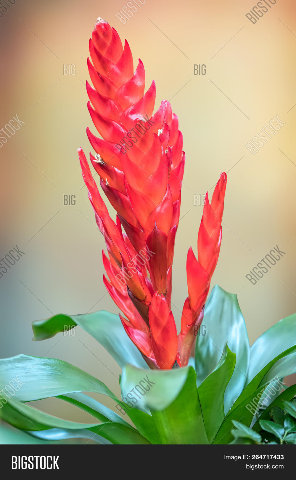 Isolated Vriesea Image & Photo (Free Trial) | Bigstock