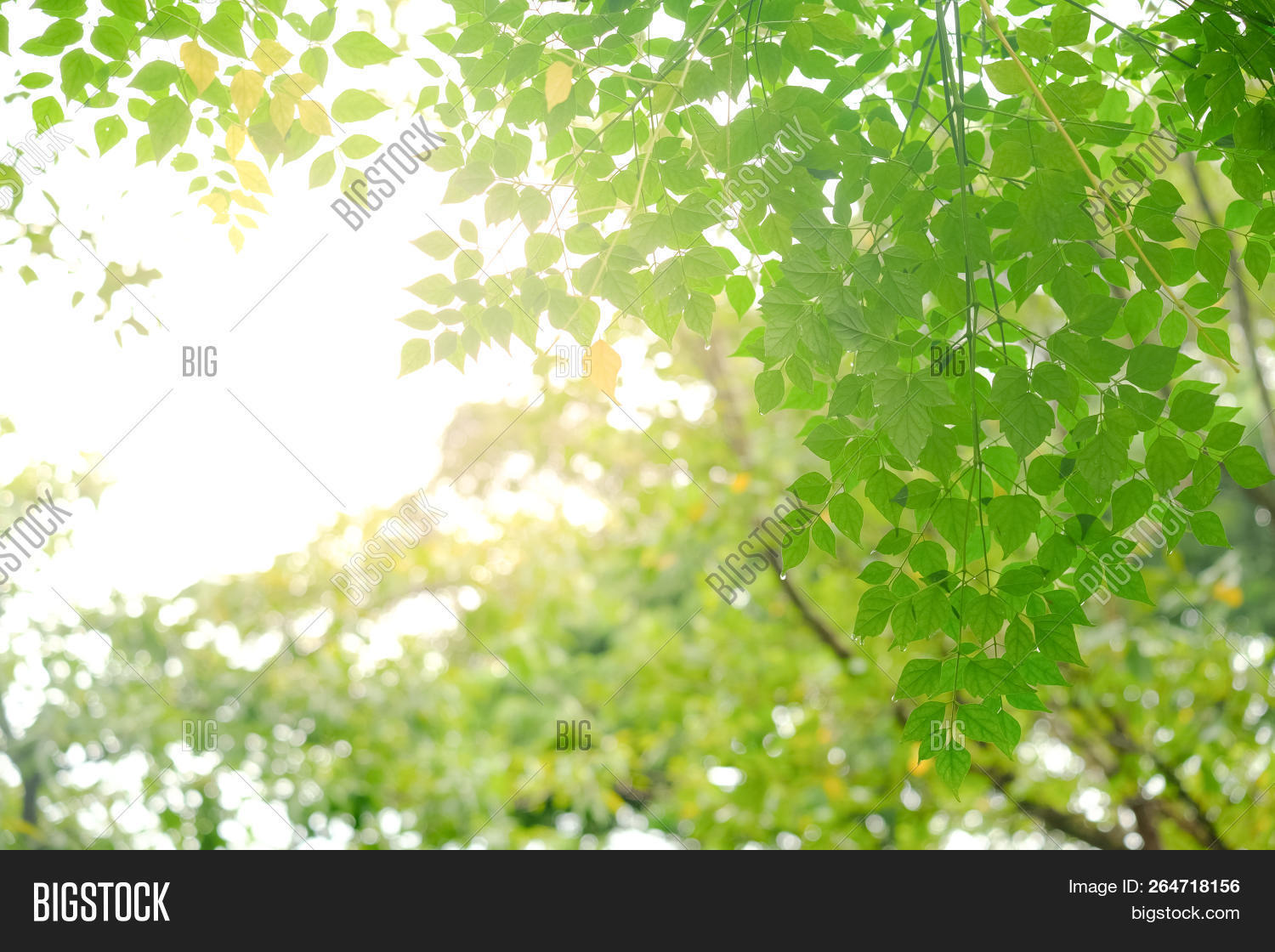 Green Leave Garden Image & Photo (Free Trial) | Bigstock